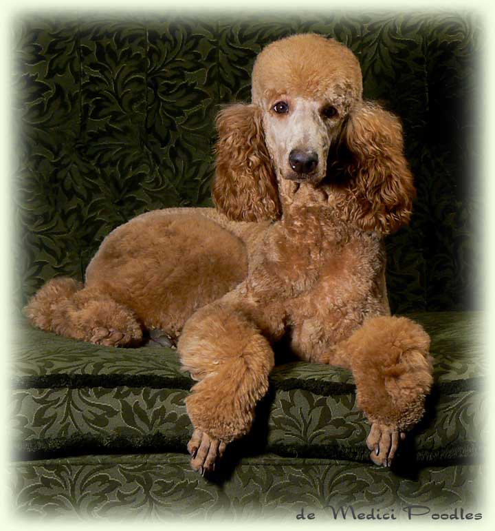 Bella's moyen small standard poodle litter born November 2012